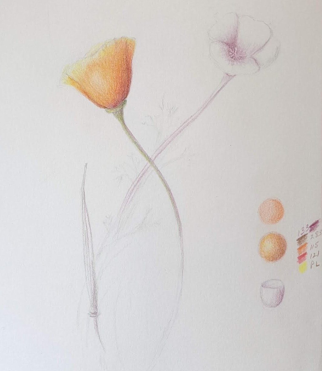 Nina Antze – Creating Form in Colored Pencil: Drawing a Spring Flower ...