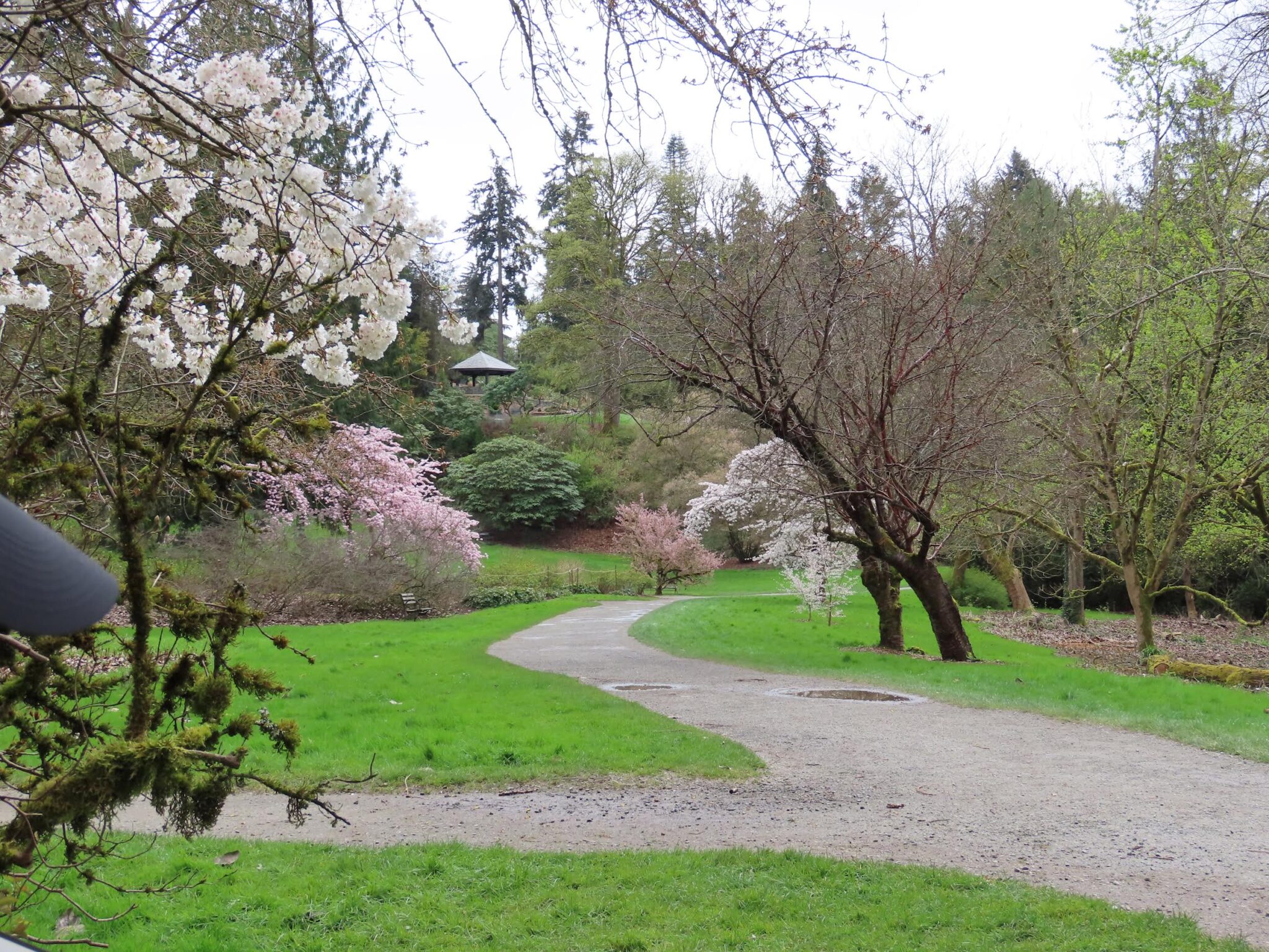Molly Hashimoto – Sketching and Painting Flowering Trees with Water ...