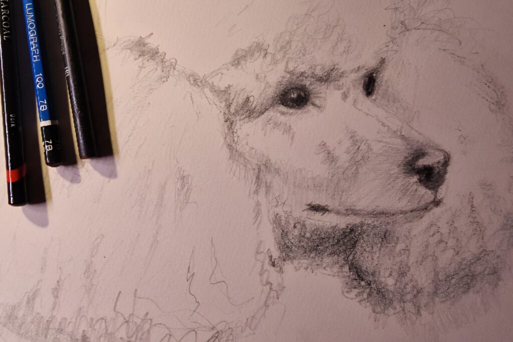 Kato D - Realistic Drawing for Beginners - Drawing from a Grid - Poodle ...