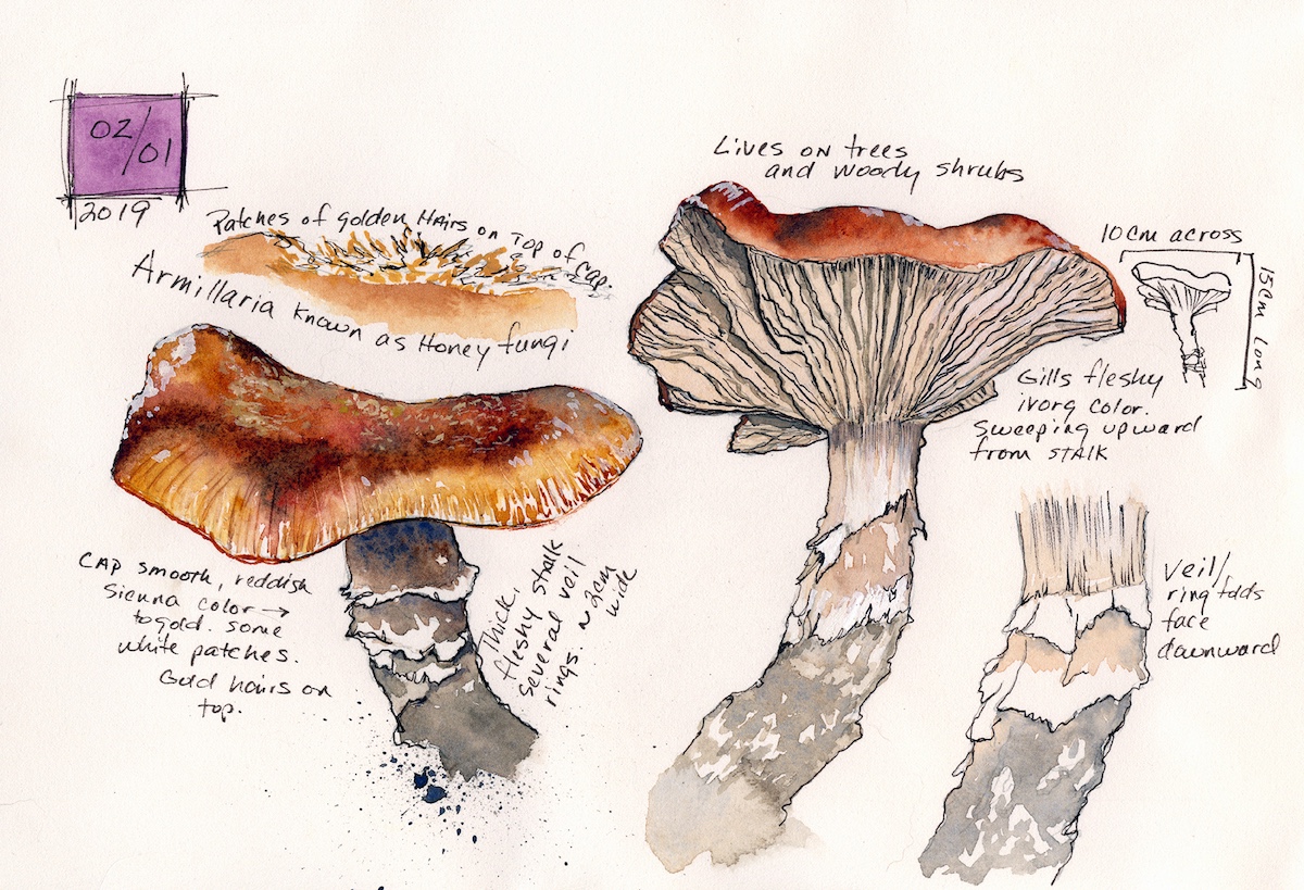 Cynthia Armstrong - Mushrooms: A Winter Passion in Watercolor (Online ...