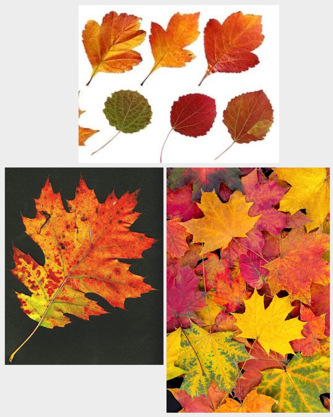 Cynthia Armstrong – Negative Painting Autumn Leaves in Watercolor ...